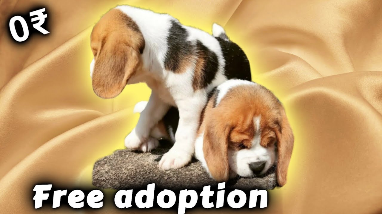 Free beagle puppy | beagle for free adoption (Best Quality) - YouTube
