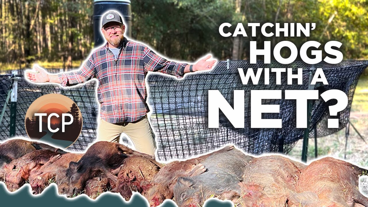 HOW TO Setup, Bait and Trap WILD HOGS in Alabama! (Success with the PIG ...