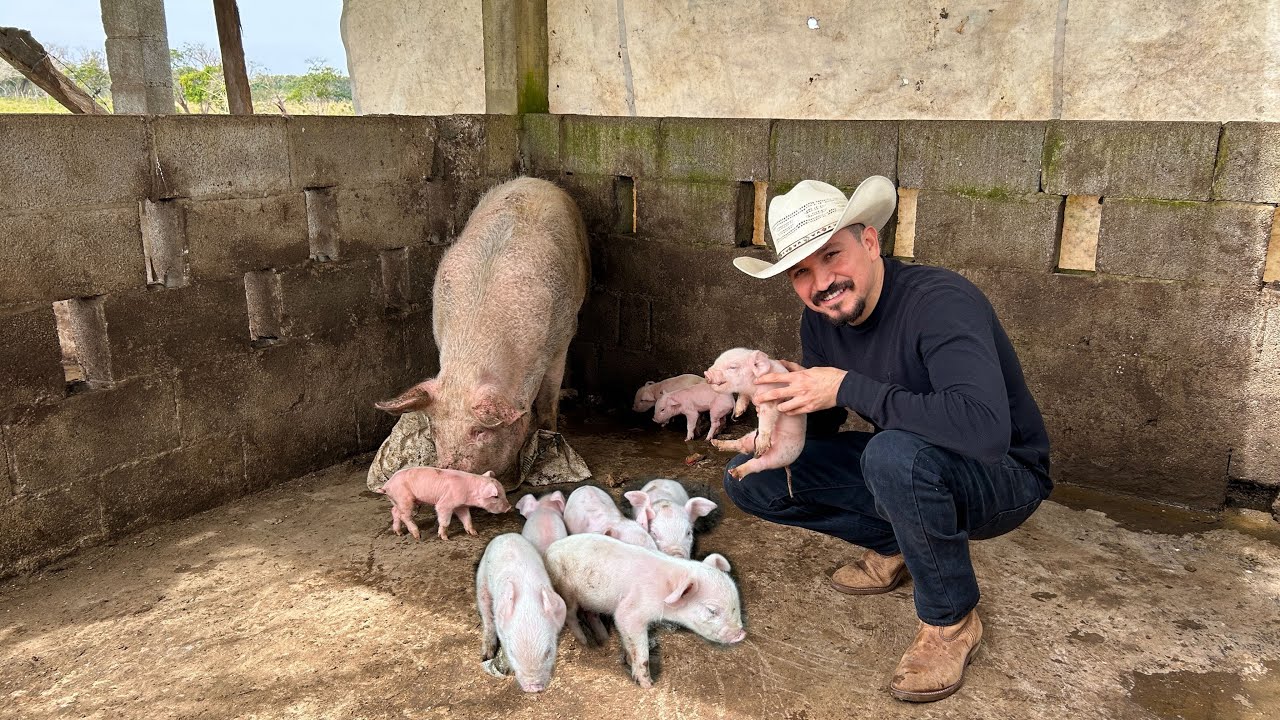 La PUERCA ya tuvo PUERQUITOS 🤠🤠💯🐷🐷🐷 #trending #viralvideo #video ...