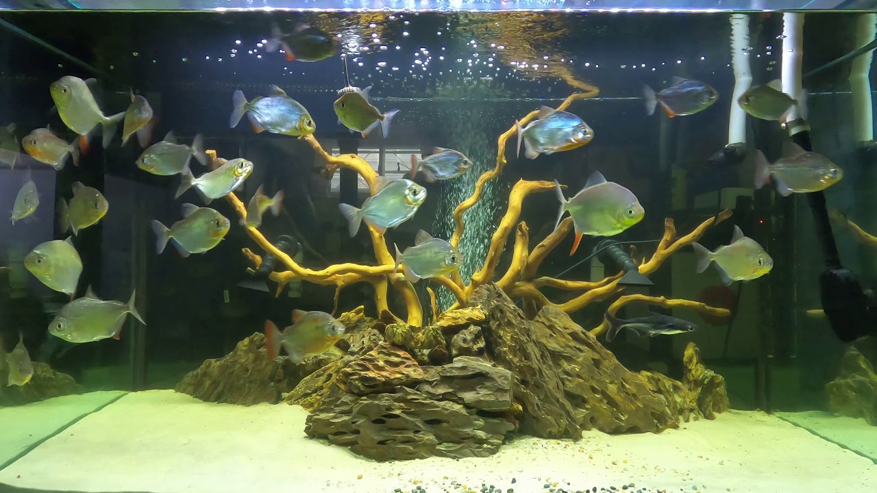 Huge Silver Dollar Aquarium - YouTube