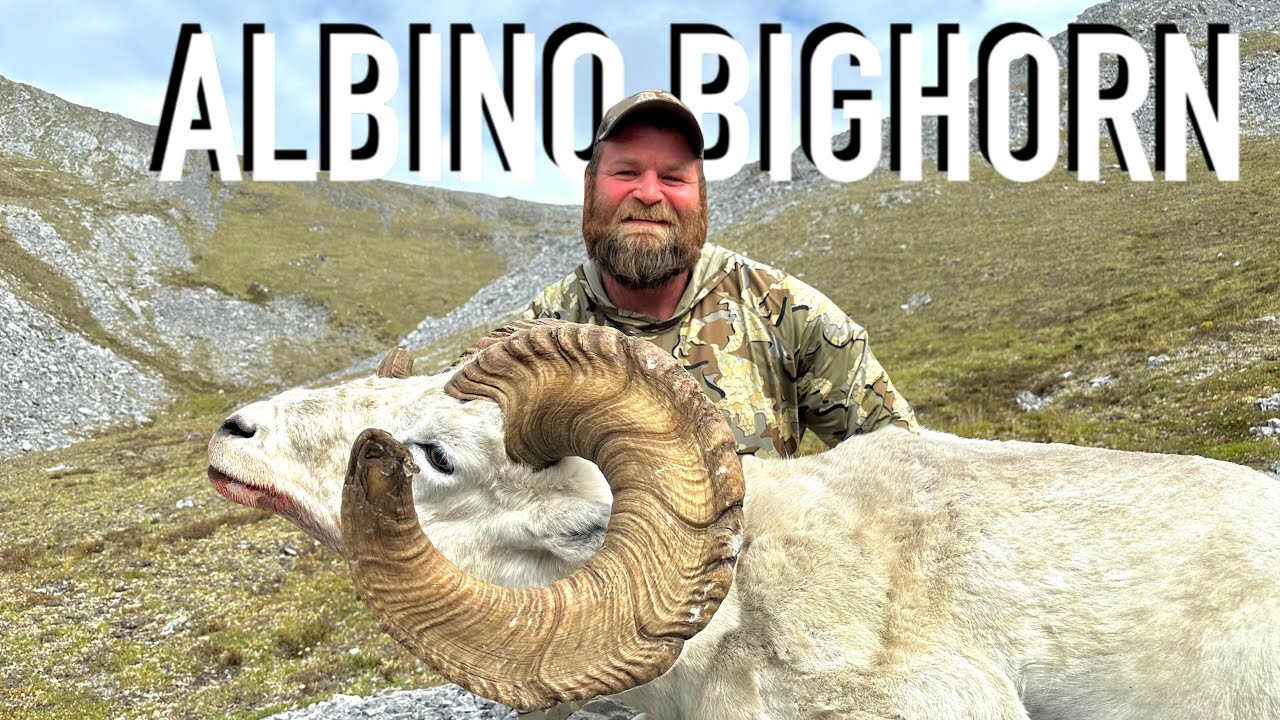 THE ALBINO BIGHORN / Dall Sheep Hunting - Stuck N The Rut 202 - YouTube