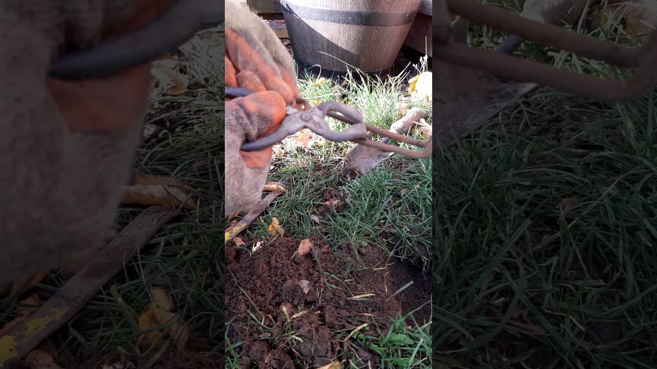 Setting Putange Mole Traps - YouTube