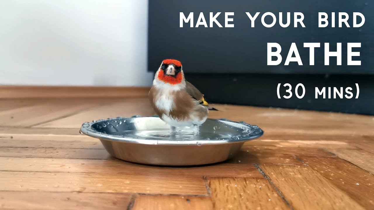 Encourage your birds to bathe - Bathing video - 30 minute loop - YouTube