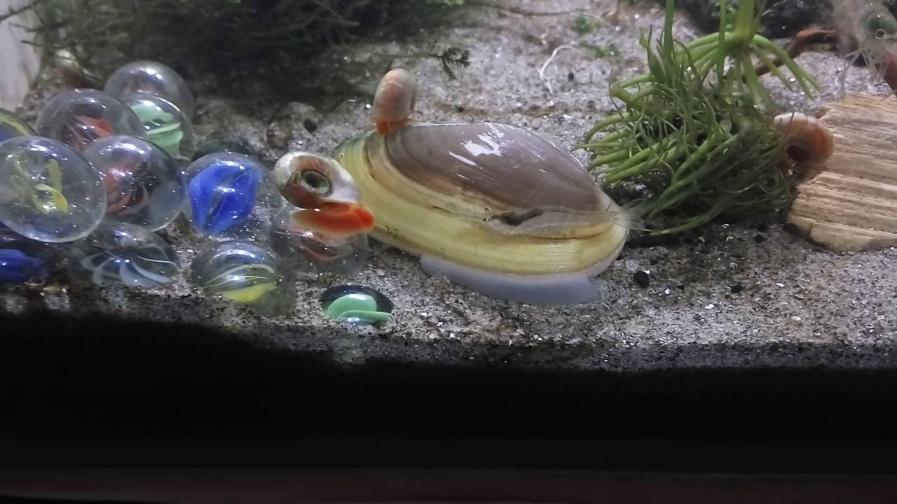 Mussel's coming out of it's shell. - YouTube