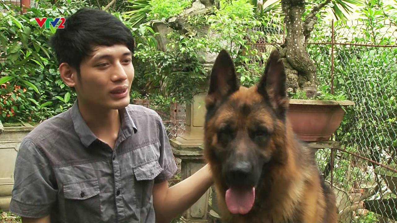 Phóng Sự Trại Chó Becgie Đức Sơn Tây trên truyền hình- 0976.323.111 ...