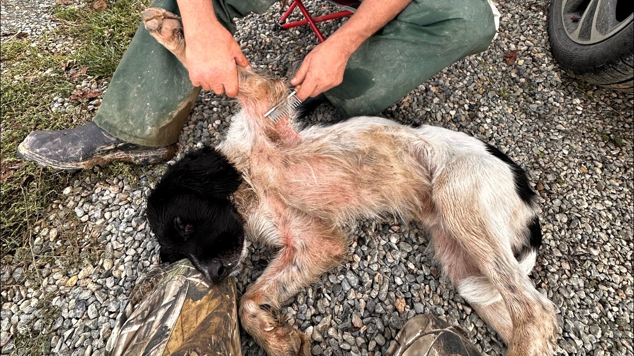 Caccia mini lepre con Springer Spaniel RizziniBR110LIGHTLUXE cal28 ...