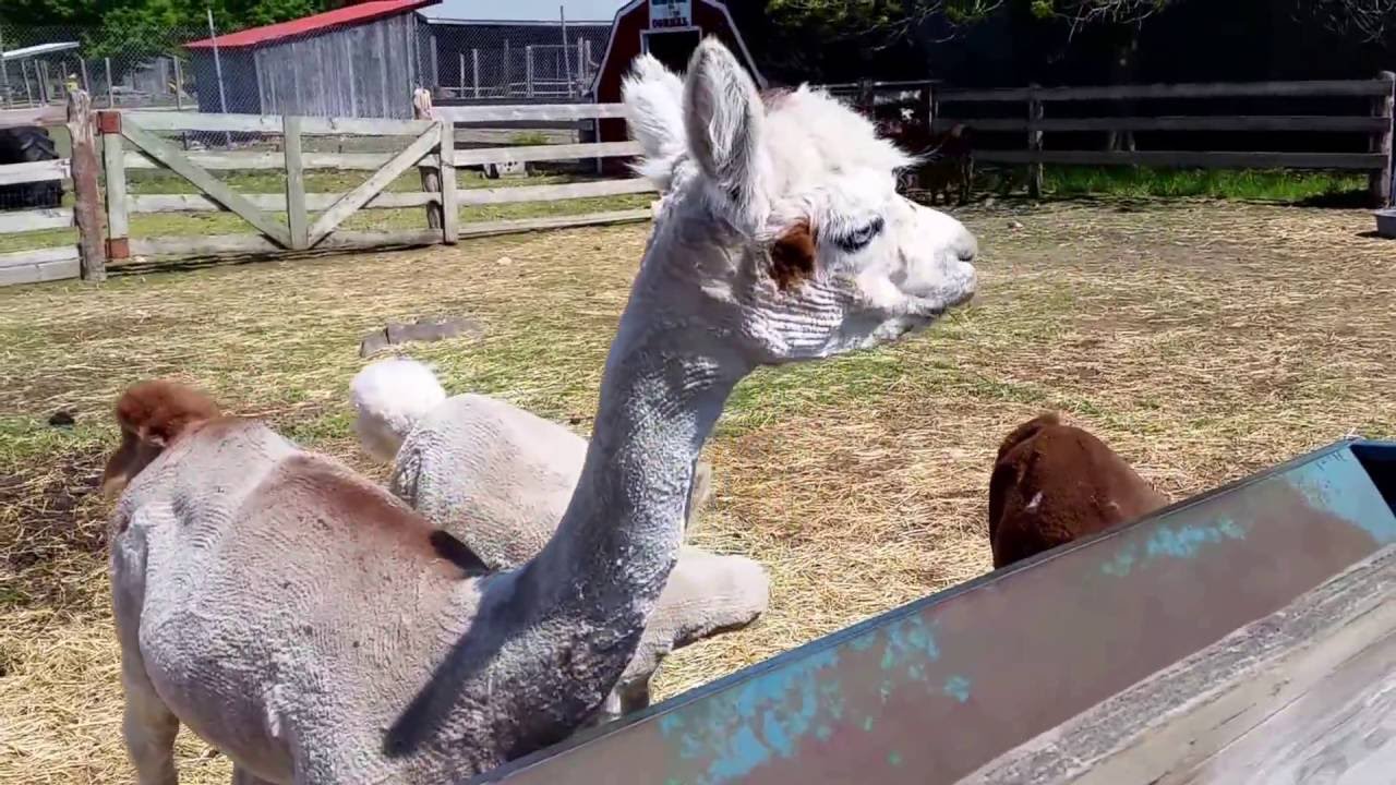 Valleyview Little Animal Farm - YouTube
