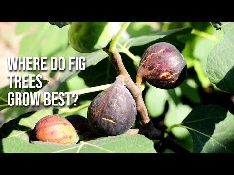 How Tall Do Fig Tree Plants Grow