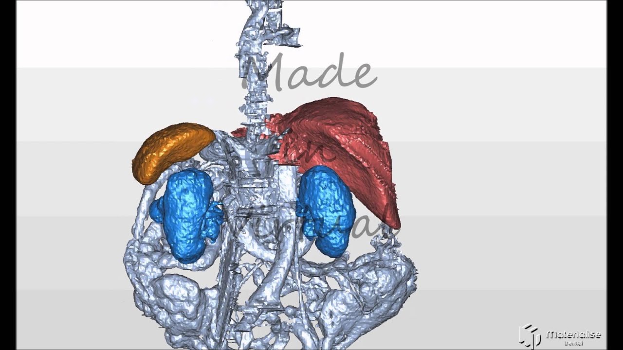 Anatomia in 3D - Human Anatomy in 3D - YouTube