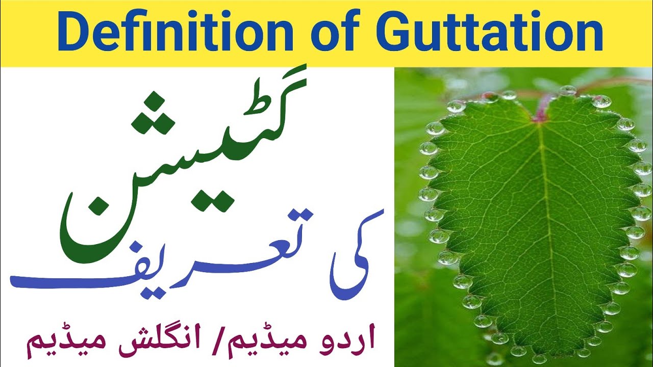 What is Guttation | Definition of Guttation | Guttation in Plants - YouTube
