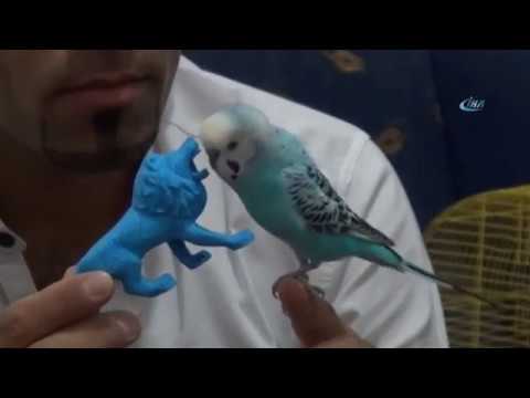 Bu Kuş ''Başkan Tayyip Erdoğan'' Diyor