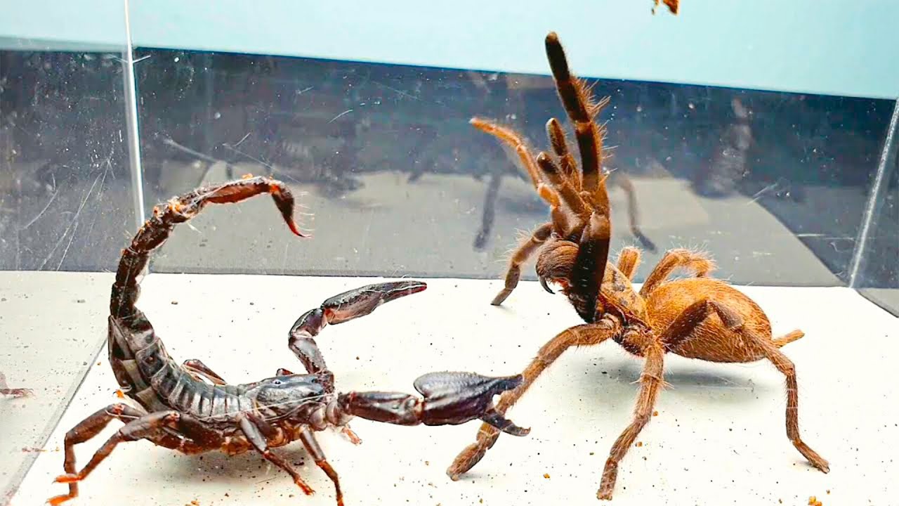 TARANTULA vs SCORPION \ who win ? - YouTube