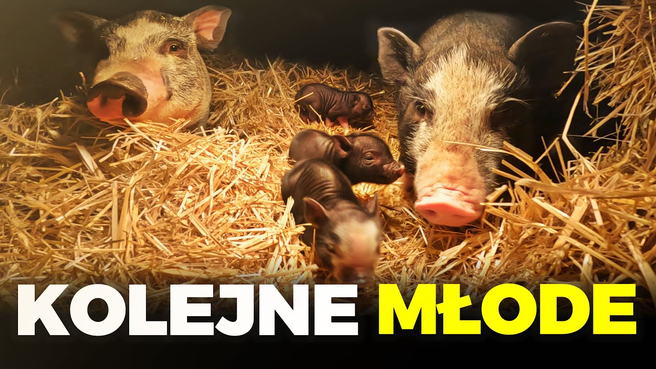 🐷 LUCYNKA URODZIŁA 🐷 dwie siostry razem wychowują swoje młode 🧡 MOJE ...