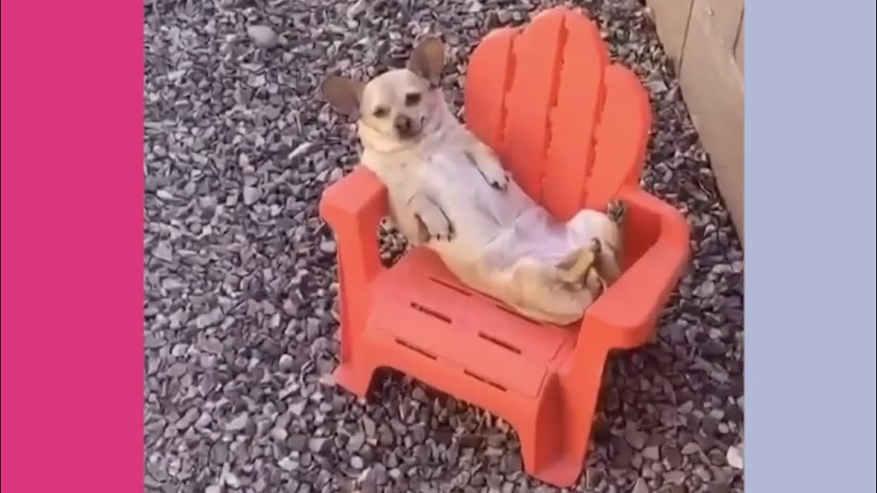 Chilling Chihuahua And More Great Videos To Make Your Day That Little ...