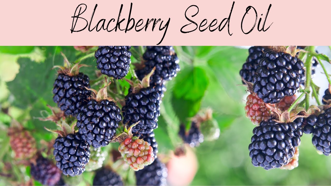Blackberry Seed Carrier Oil, INCI: Rubus Fruticosus Seed Oil ...