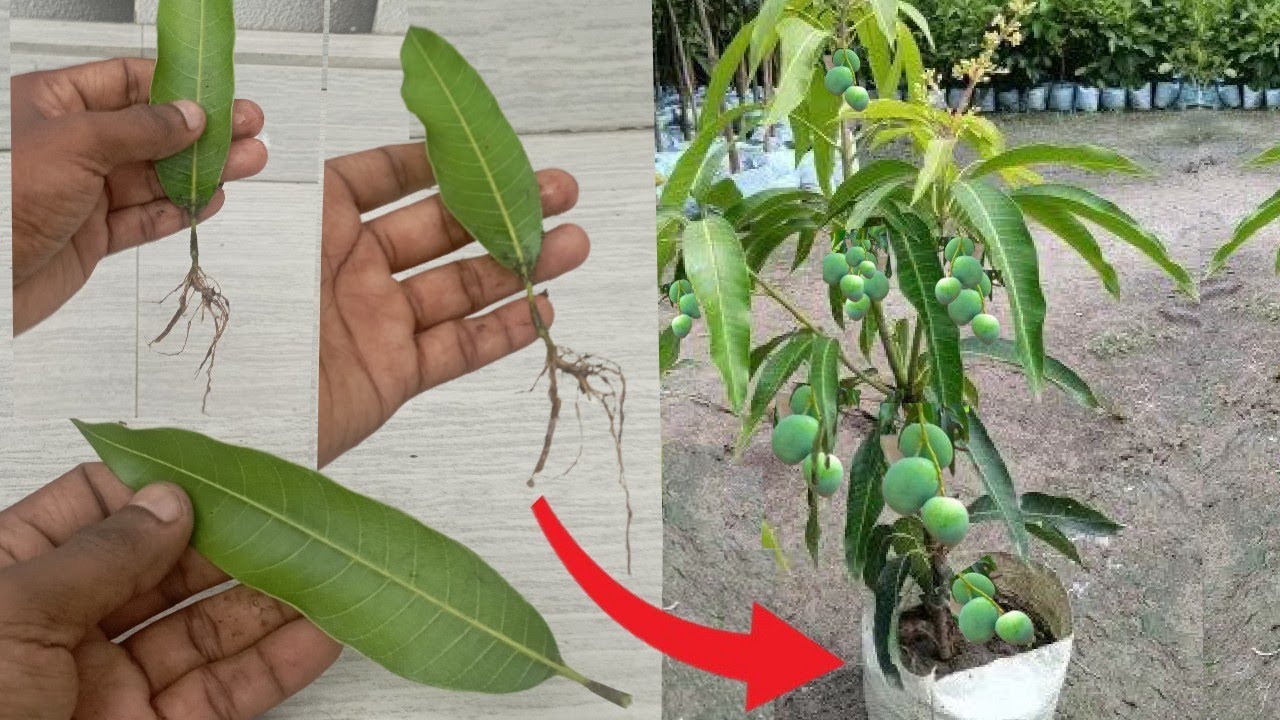 Method of naturally growing a mango tree by taking roots from mango ...