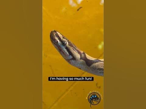 Ball Pythons LOVE to Climb! 🐍 #funny #funnyanimals #myth #silly # ...