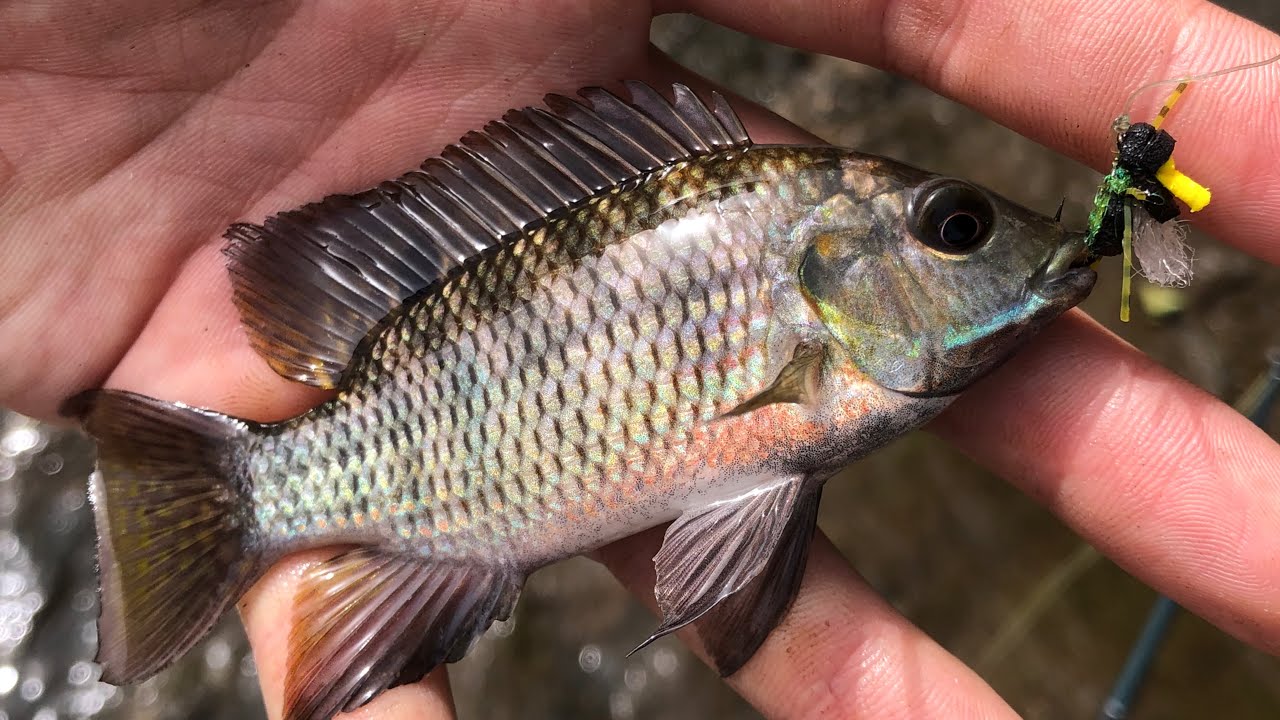 Micro Fly Fishing | Searching for Little Gems - YouTube