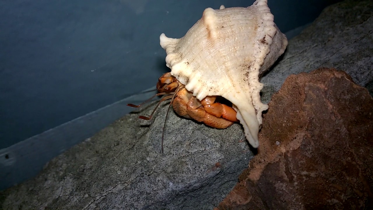 New Camera=Cuter Hermit Crabs - YouTube