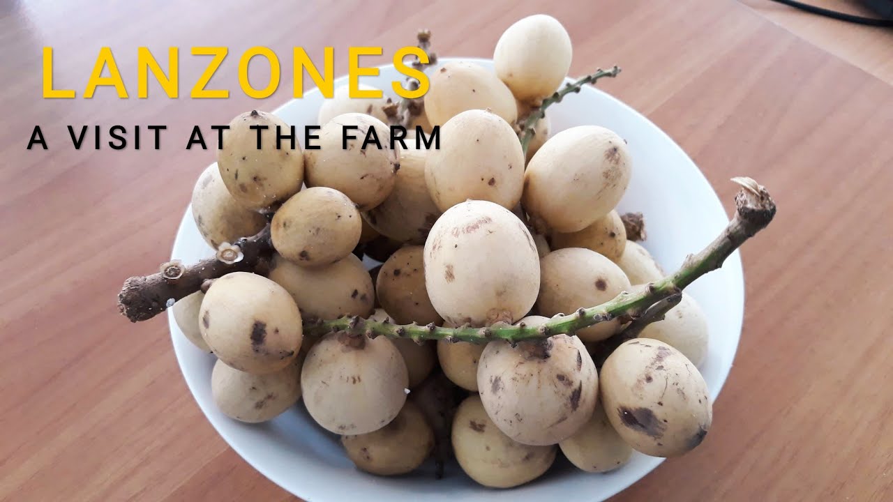 A Visit to a Lanzones Farm in Calagasan, Argao, Cebu - YouTube