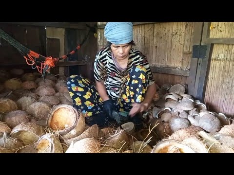 Process of Making Copra || Life in the Province - YouTube
