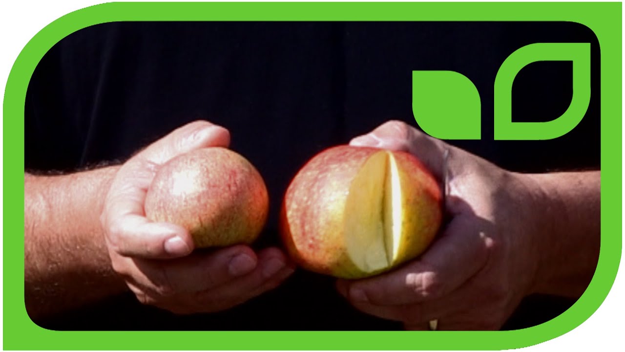 Sparkling! A new apple variety - YouTube
