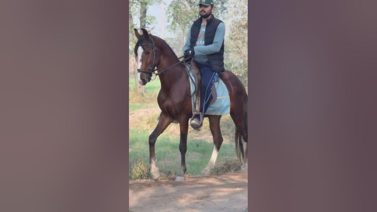 Sardarzada Syed Mohammad Afzal, Shah Daulat Stud, Rajoa Sadat Chiniot ...