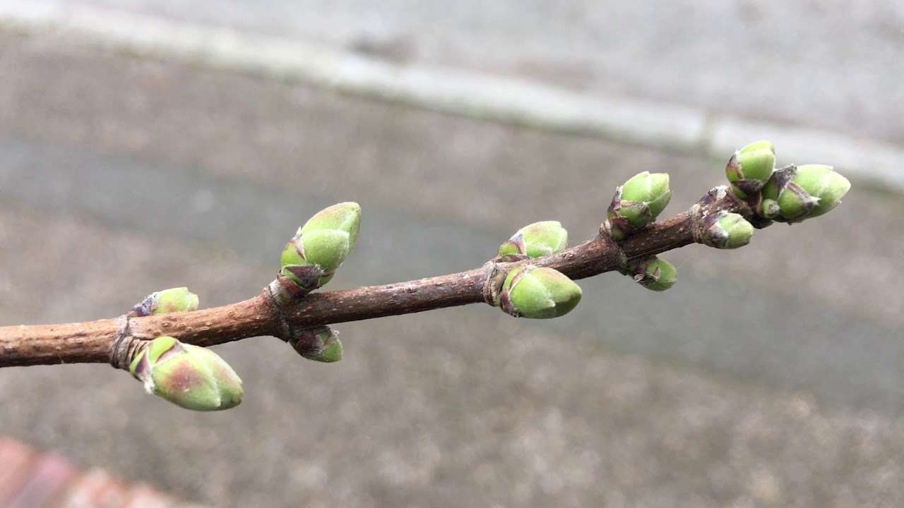 Field Maple - twig & buds - March 2020 - YouTube