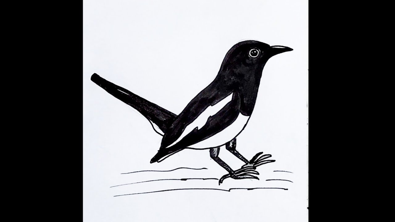 Easy way to draw Magpie* (Doel) bird step by step - YouTube