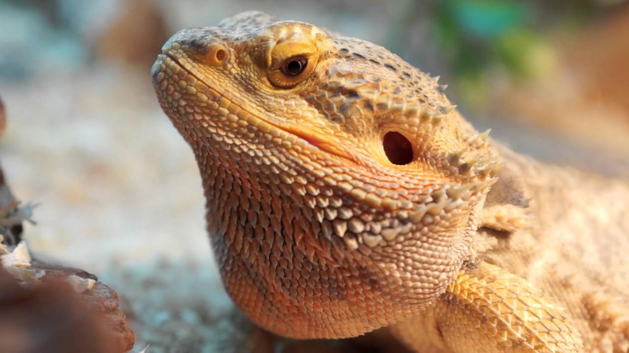 Video Sample from the Sony A77 - YouTube