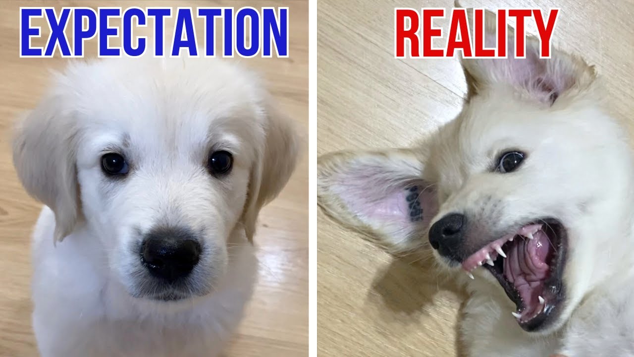 Golden retriever puppy: Expectations vs. Reality - YouTube
