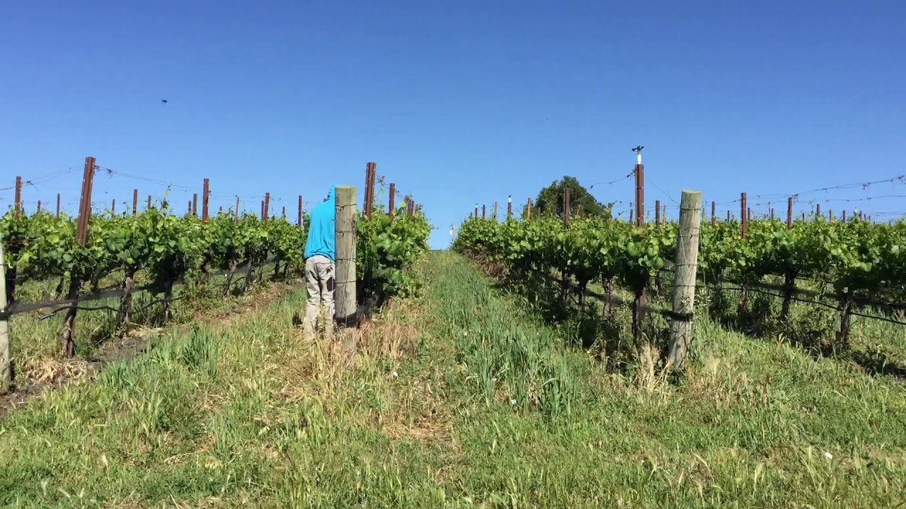 Stephen Ross Vertical Shoot Position at Stone Corral Vineyard. - YouTube