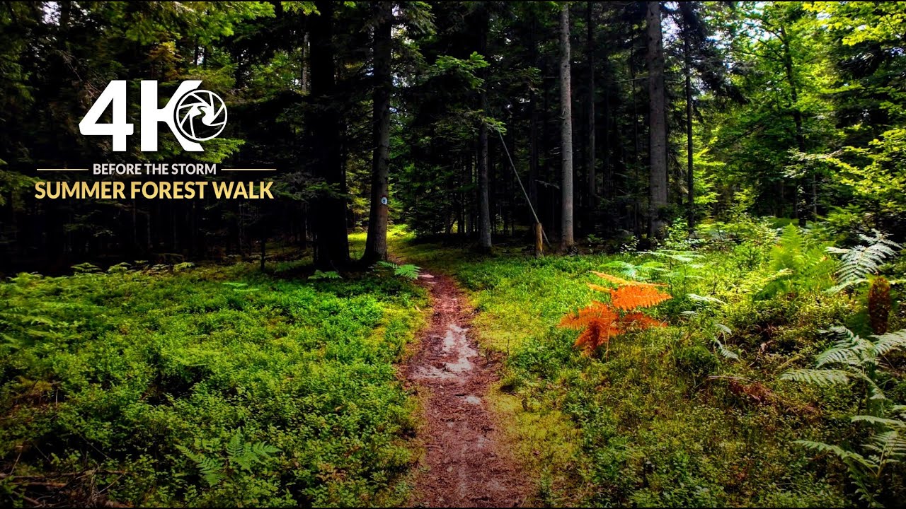Summer Forest Walk (2) – Before the Storm | Forest Ambience | Poland 4K ...
