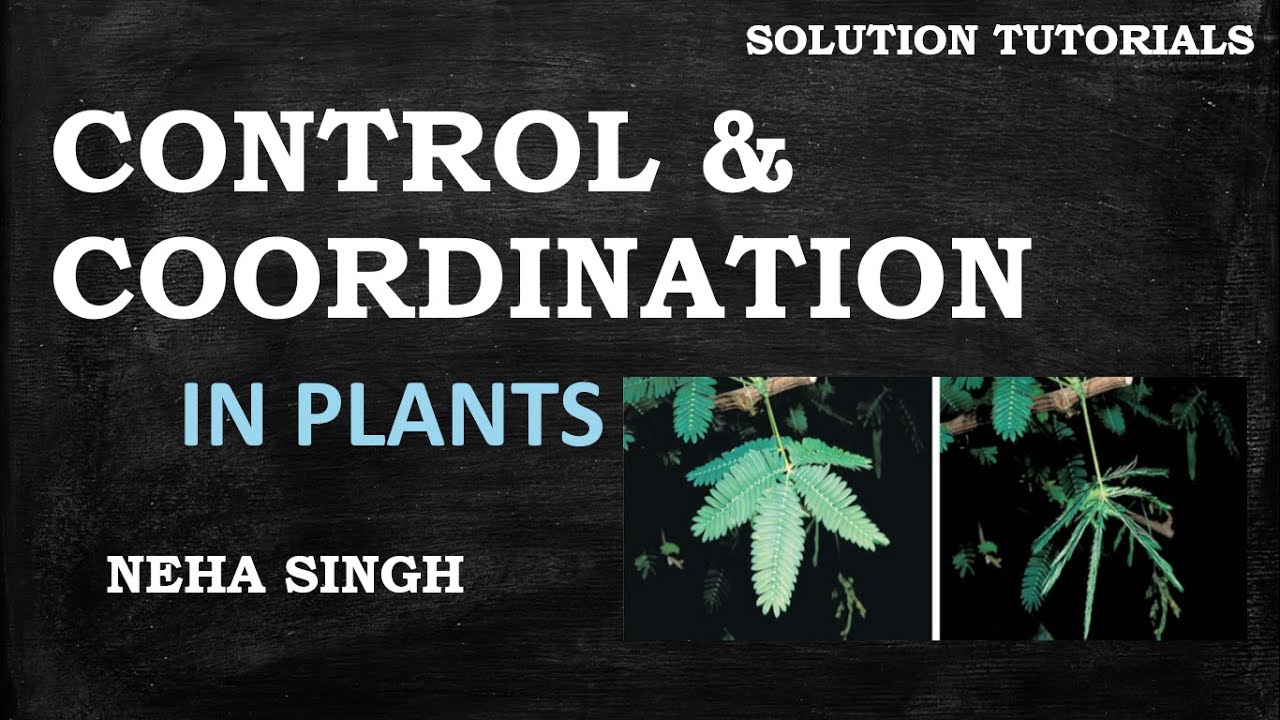 Control and Coordination in Plants | Class 10 Biology | Science Chapter ...