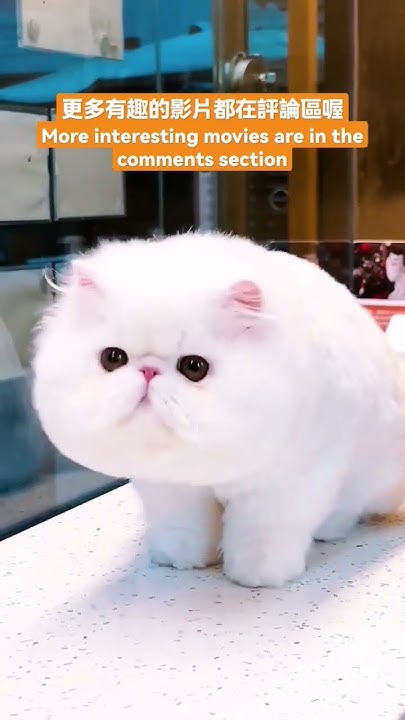 白色加菲猫 Shorts Funny Funnyvideos 搞笑 搞笑影片 Fun 2023 宠物 貓咪 Youtube