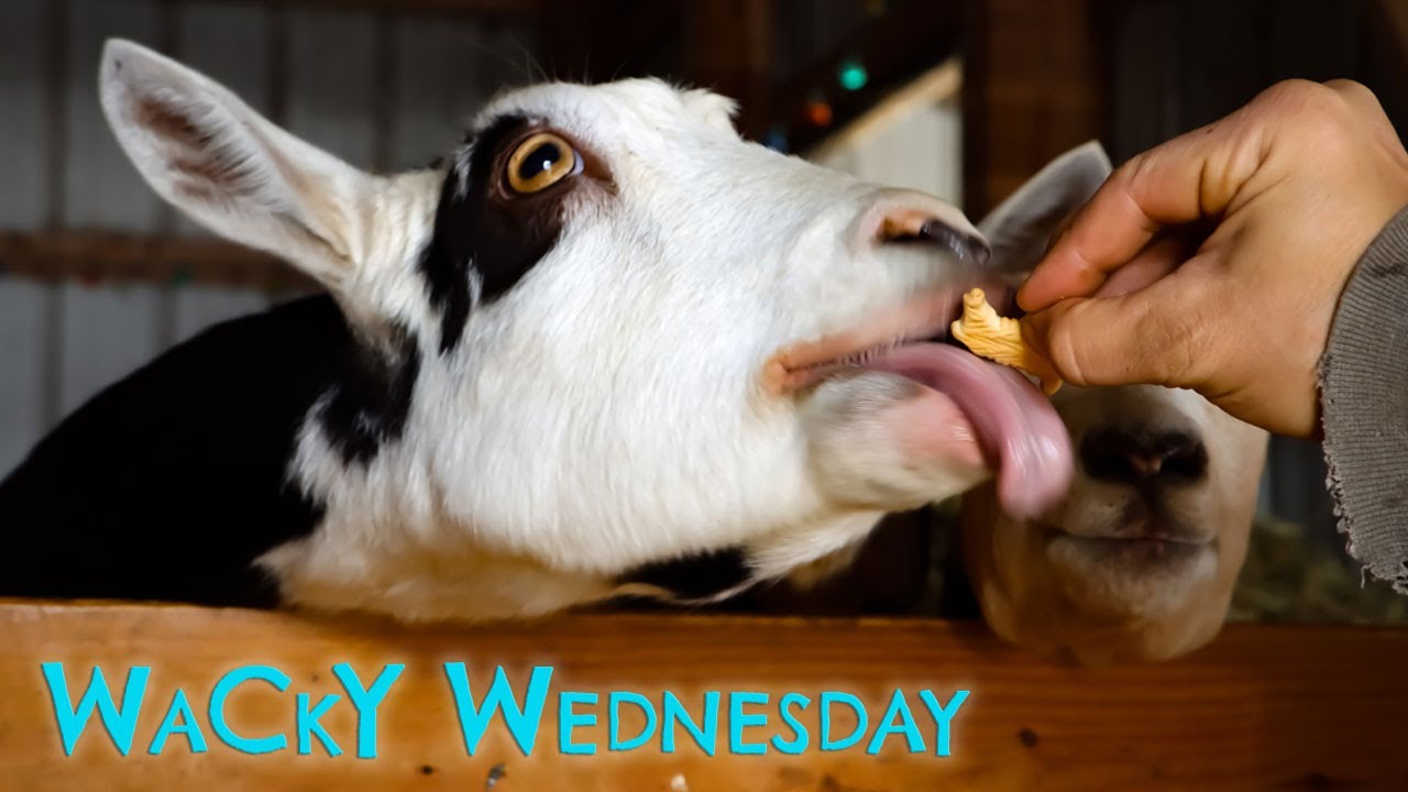 WaCkY WeDnEsDaY! | What treats do Goats LOVE? | Syman Says Farms - YouTube