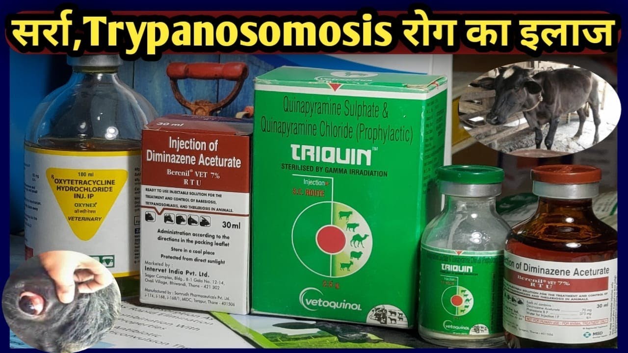 Surra/Trypanosomiasis रोग के इलाज में Berenil/Triquin/Oxytetracyclin ...