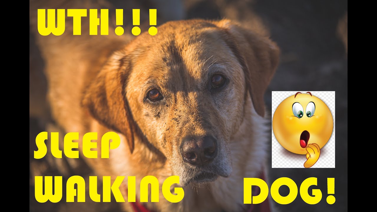 Sleep walking Dog funny vid, animal cute pet - YouTube