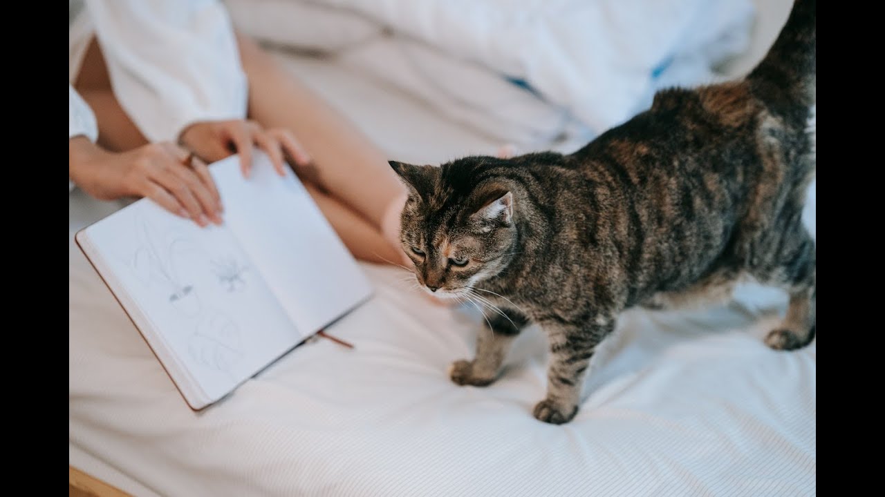 how to train a cat - BASIC CAT TRAINING TIPS -CAT TRAIN -ALL ROUNDER NATURE SOUNDS - YouTube