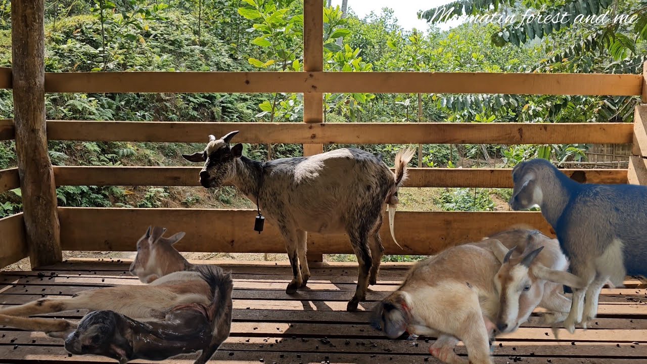 TIMELAPSE: video the birth process of goats.green forest life. mountain ...