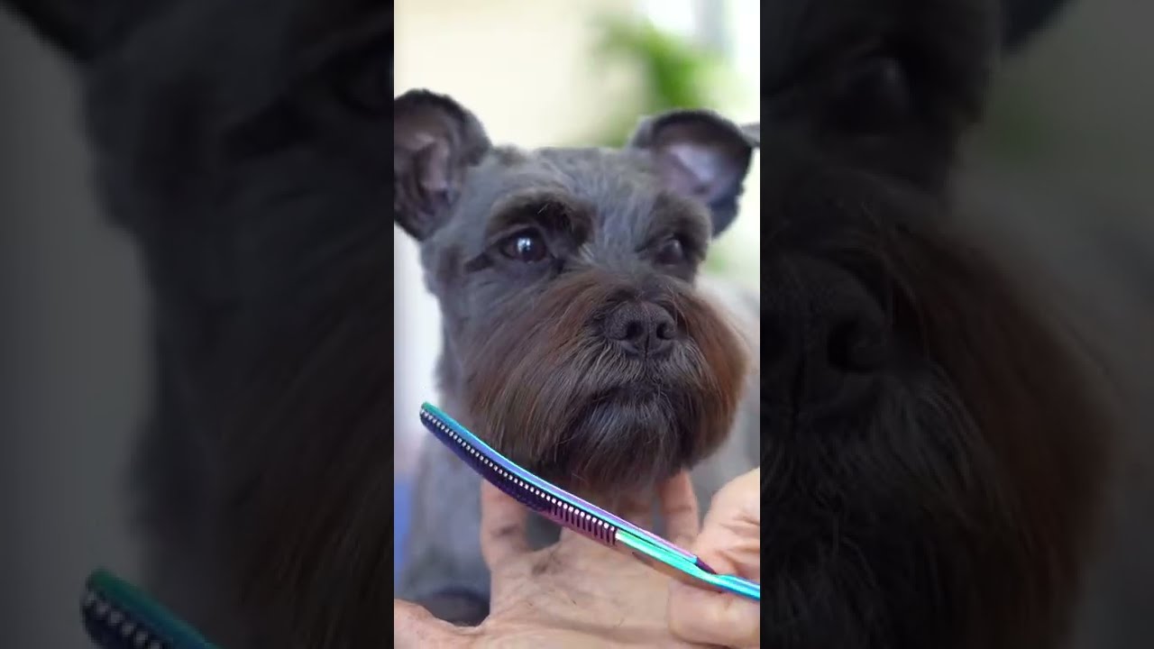SCHNAUZER GROOMING ️ Puppy style haircut - Short eyebrow - YouTube