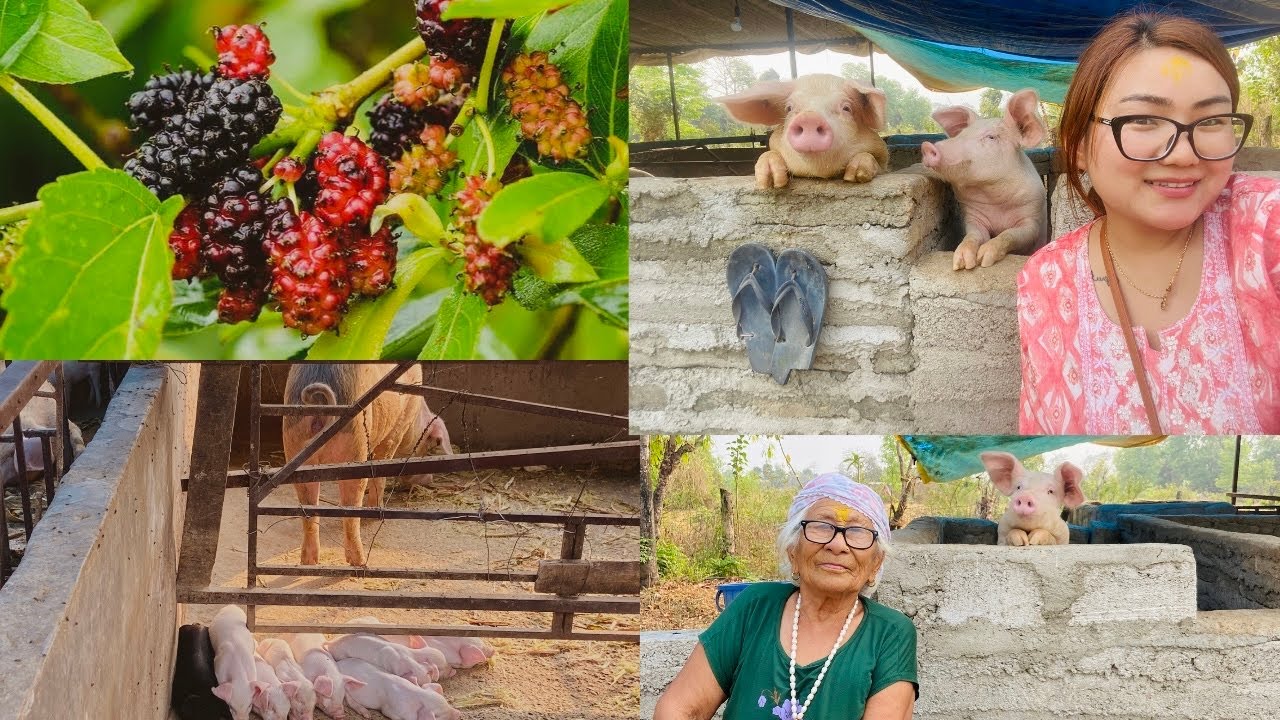 Pig farming in Nepal)visited mama pig farm & Nepali fresh kimbu ...