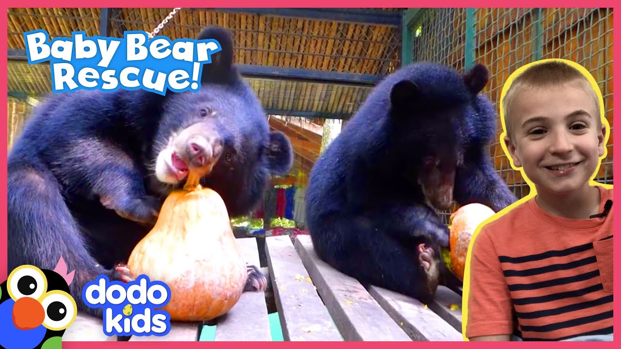 Heroes Help Save Baby Bears And Give Them Pumpkins To Eat | Animal ...