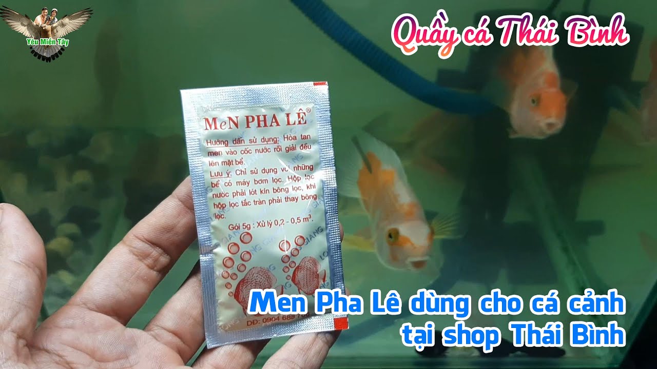 Men Pha Lê dùng cho cá cảnh tại shop Thái Bình - YouTube