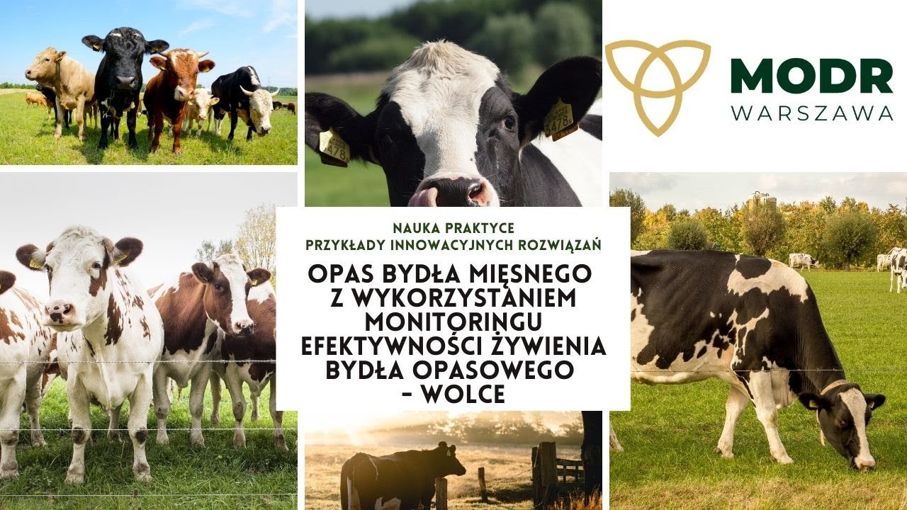 Opas bydła mięsnego z wykorzystaniem monitoringu efektywności żywienia ...