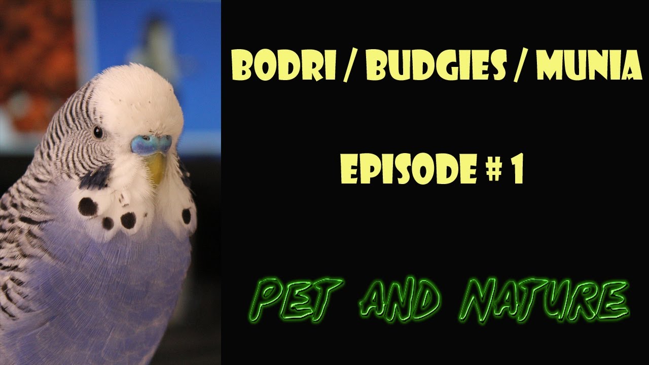 Bodri Pakhi , Budgies Bird , Munia Pakhi Pet [ Episode-1 ] - YouTube