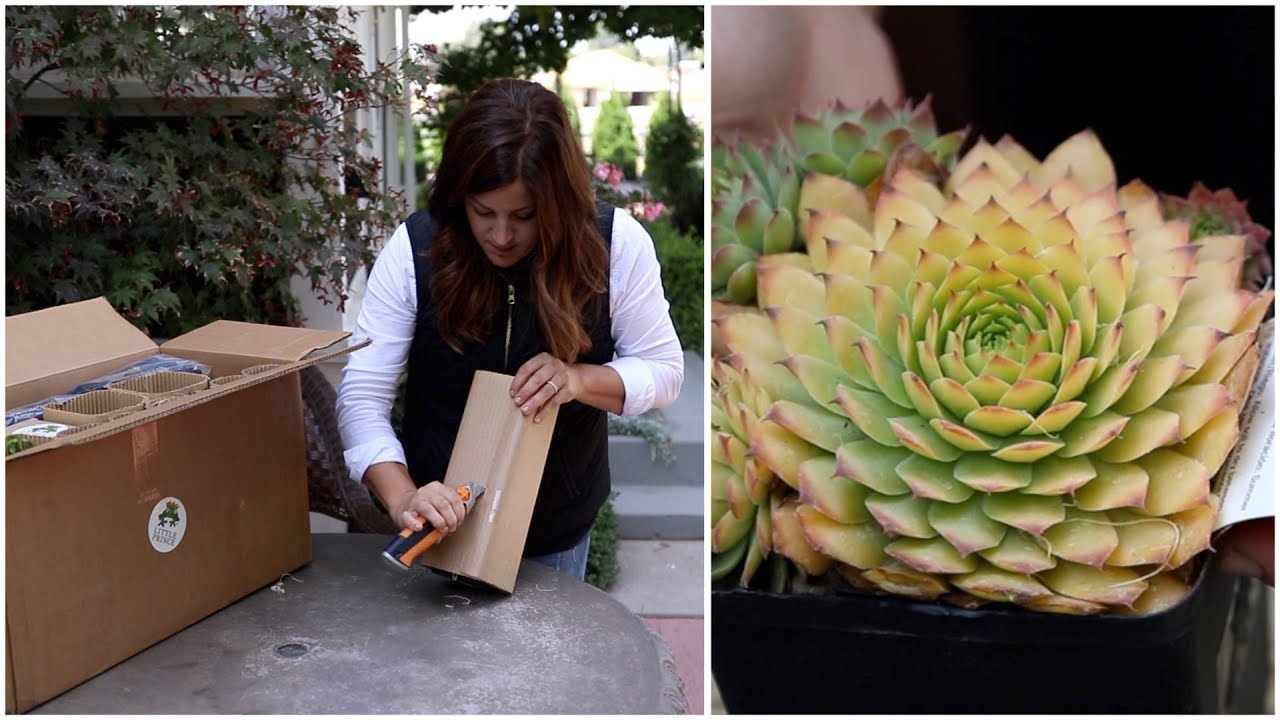 Plant Unboxing!!! 🌿📦🙌// Garden Answer - YouTube