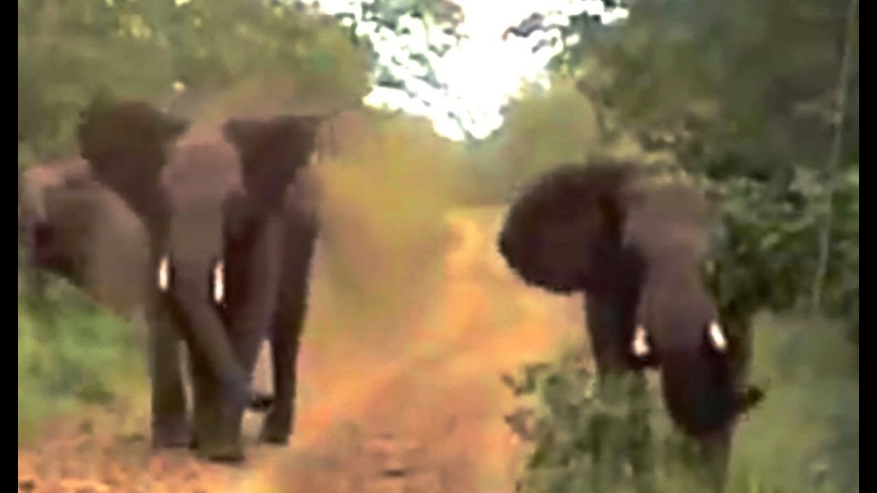 2 Angry Elephants Unexpectedly Charge A Vehicle - Latest Wildlife ...