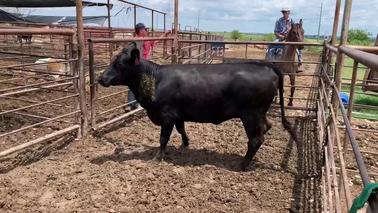 Angus Butcher Heifer, #23974 | Cattle for sale - YouTube