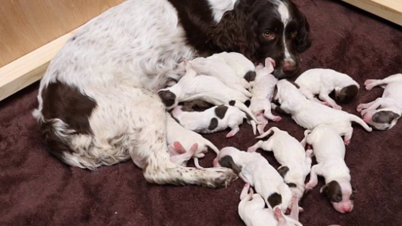 Owner's shock as her Brown and white Springer Spaniel Jessie who gives ...
